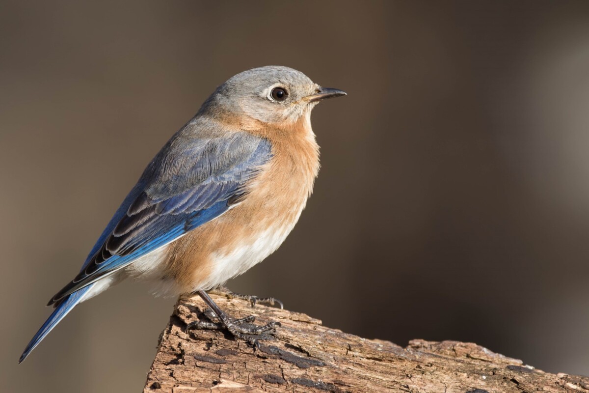 Wild Birds Unlimited | Servicing Reno, Sparks, & Tahoe | Moana Nursery