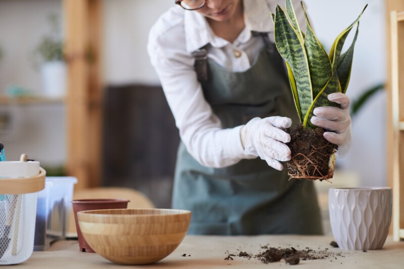 How to Tell When to Repot a Plant | Moana Nursery