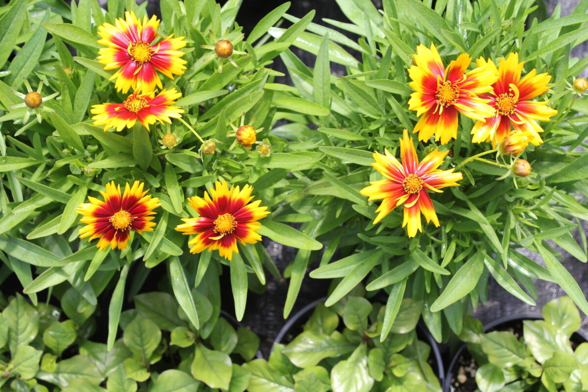 Moana Farm: Canby, OR | Servicing Reno, Sparks, & Tahoe | Moana Nursery