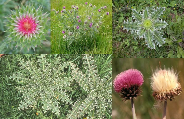 Noxious and Invasive Weed Treatment Guide | Servicing Reno, Sparks ...
