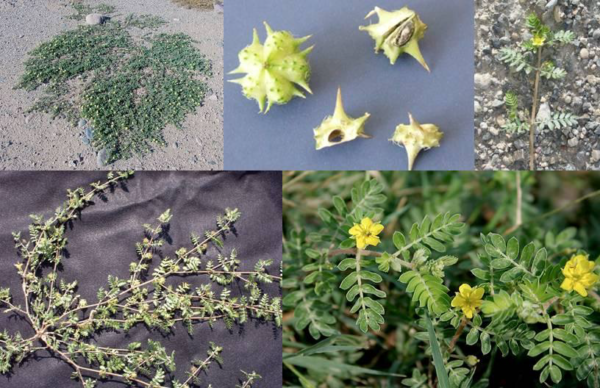 Noxious and Invasive Weed Treatment Guide | Servicing Reno, Sparks ...