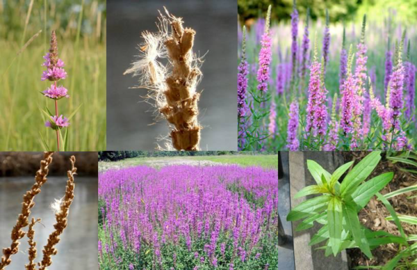 Noxious and Invasive Weed Treatment Guide | Servicing Reno, Sparks ...