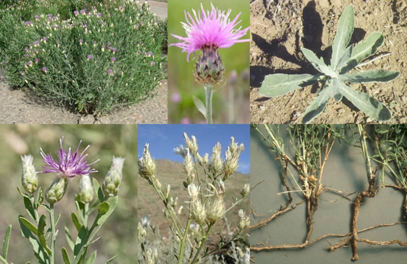 Noxious and Invasive Weed Treatment Guide | Servicing Reno, Sparks ...