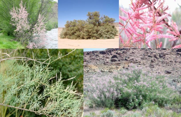 Noxious and Invasive Weed Treatment Guide | Servicing Reno, Sparks ...
