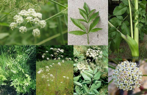 Noxious and Invasive Weed Treatment Guide | Servicing Reno, Sparks ...