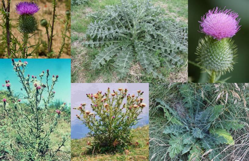 Noxious and Invasive Weed Treatment Guide | Servicing Reno, Sparks ...