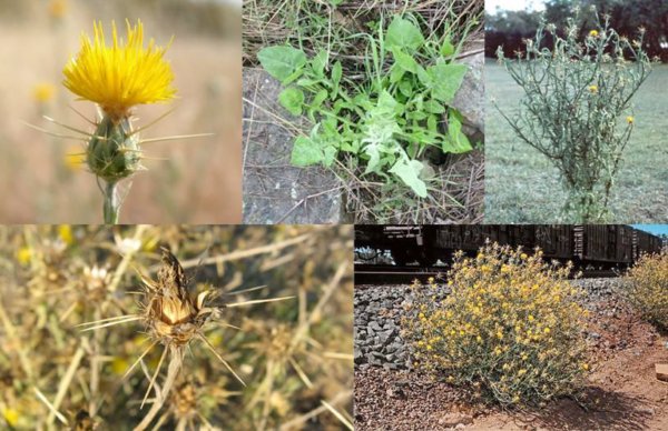 Noxious and Invasive Weed Treatment Guide | Servicing Reno, Sparks ...