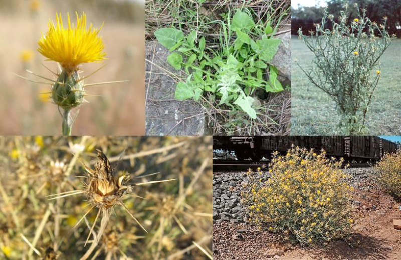Noxious and Invasive Weed Treatment Guide | Servicing Reno, Sparks ...