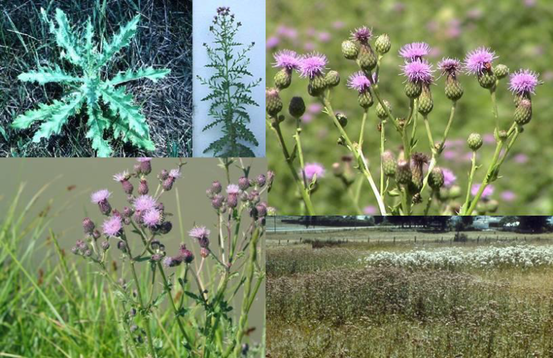 Noxious and Invasive Weed Treatment Guide | Servicing Reno, Sparks ...