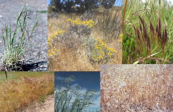 Noxious and Invasive Weed Treatment Guide | Servicing Reno, Sparks ...