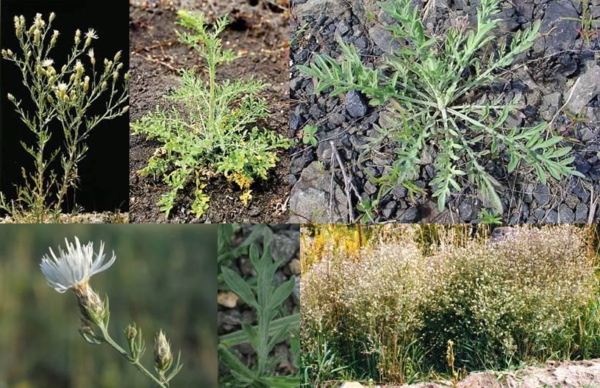 Noxious and Invasive Weed Treatment Guide | Servicing Reno, Sparks ...