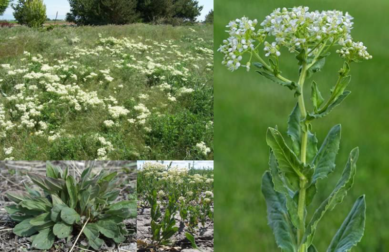 Noxious and Invasive Weed Treatment Guide | Servicing Reno, Sparks ...