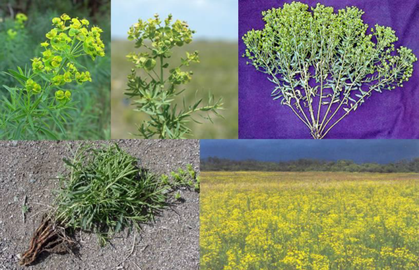 Noxious and Invasive Weed Treatment Guide | Servicing Reno, Sparks ...