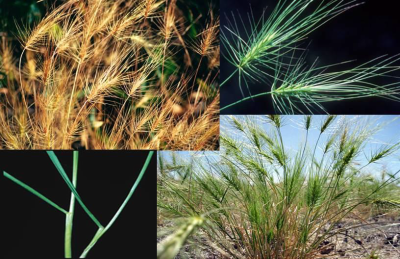 Noxious and Invasive Weed Treatment Guide | Servicing Reno, Sparks ...