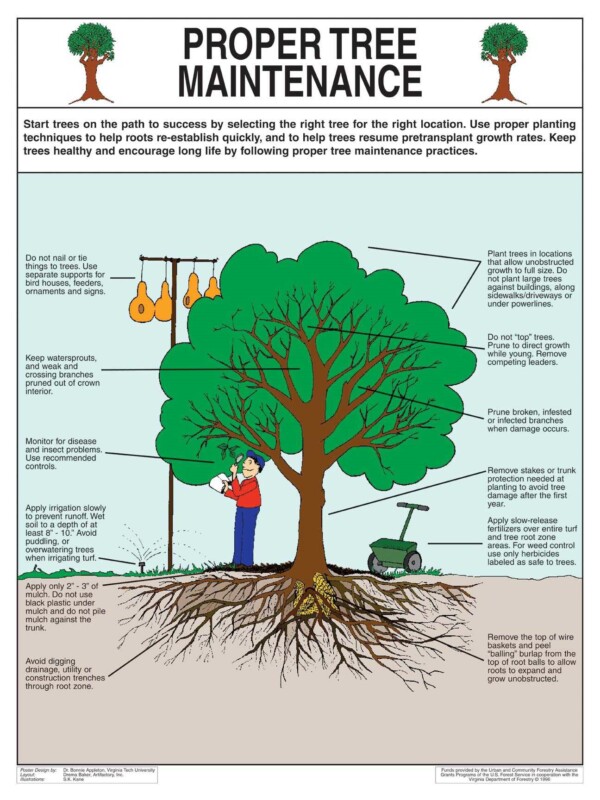 Proper Tree Maintenance | Servicing Reno, Sparks, & Tahoe | Moana Nursery Proper Tree Maintenance | Servicing Reno, Sparks, & Tahoe | Moana Nursery