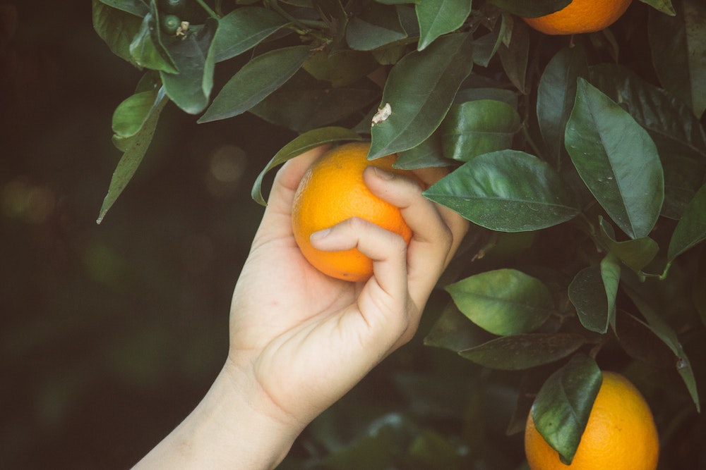 Growing Edibles | Servicing Reno, Sparks, & Tahoe | Moana Nursery