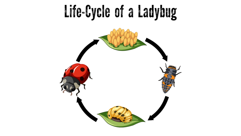 The Ladybug Lowdown | Moana Nursery