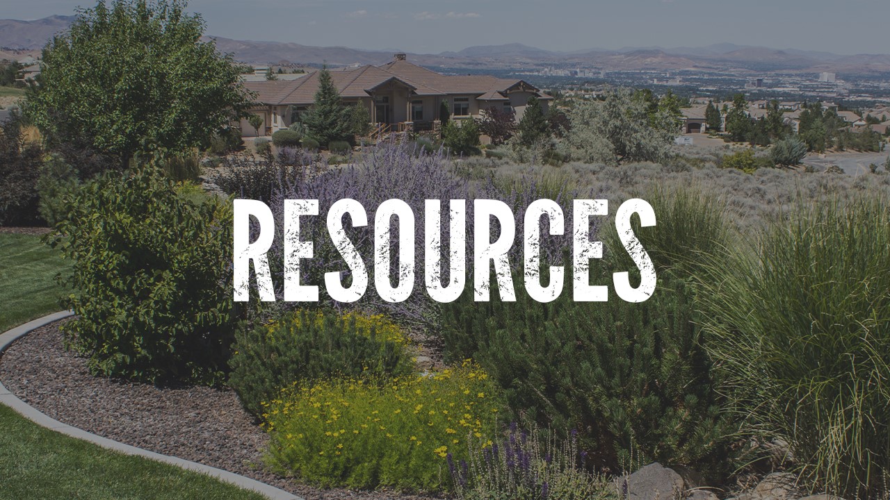 Attract Bees With These Plants | Servicing Reno, Sparks, & Tahoe ...