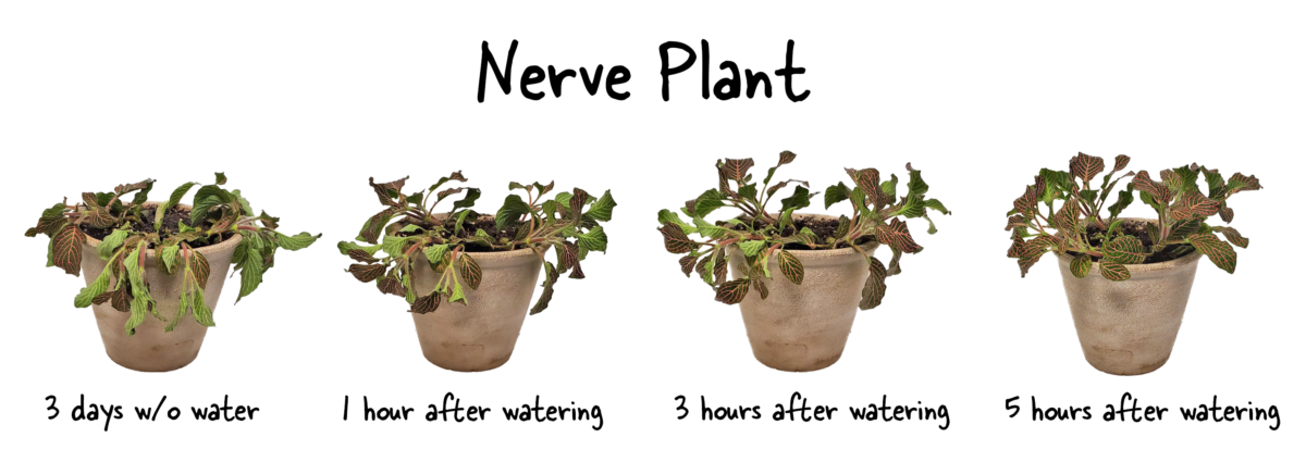 You’re Not You When You’re Thirsty: Why Plants Droop | Moana Nursery