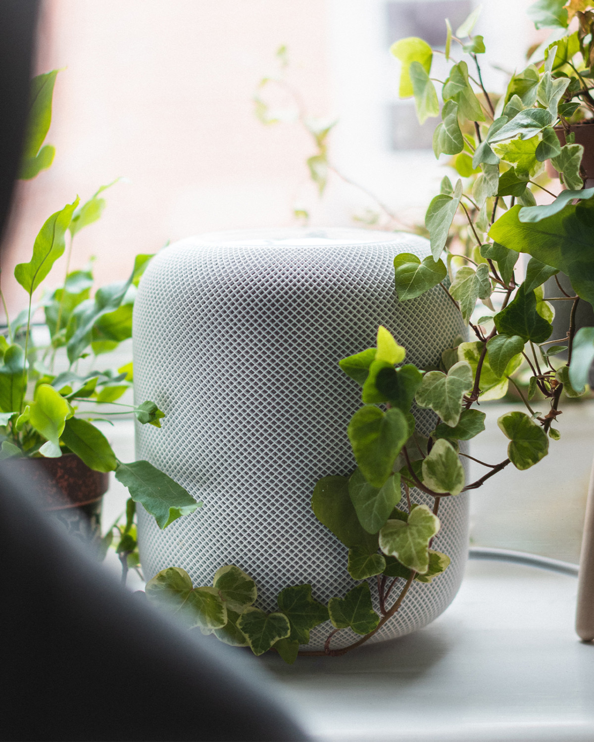 Is Music Good For Plants? | Moana Nursery