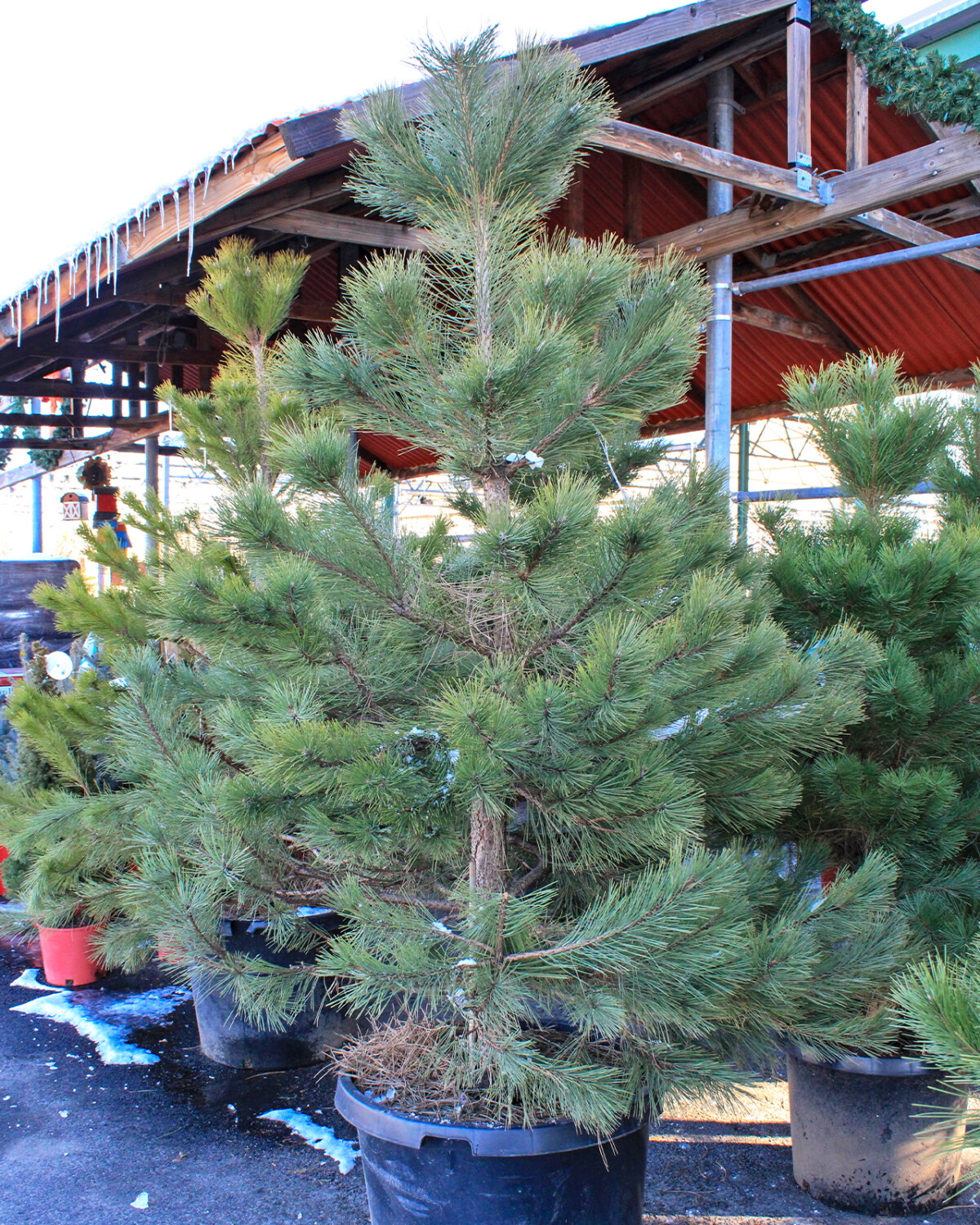 Why We Love Austrian Pines | Moana Nursery