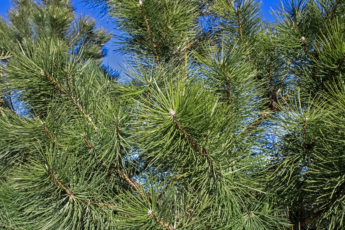 Moana Nursery | Garden Centers & Landscaping | Reno, Sparks, Tahoe