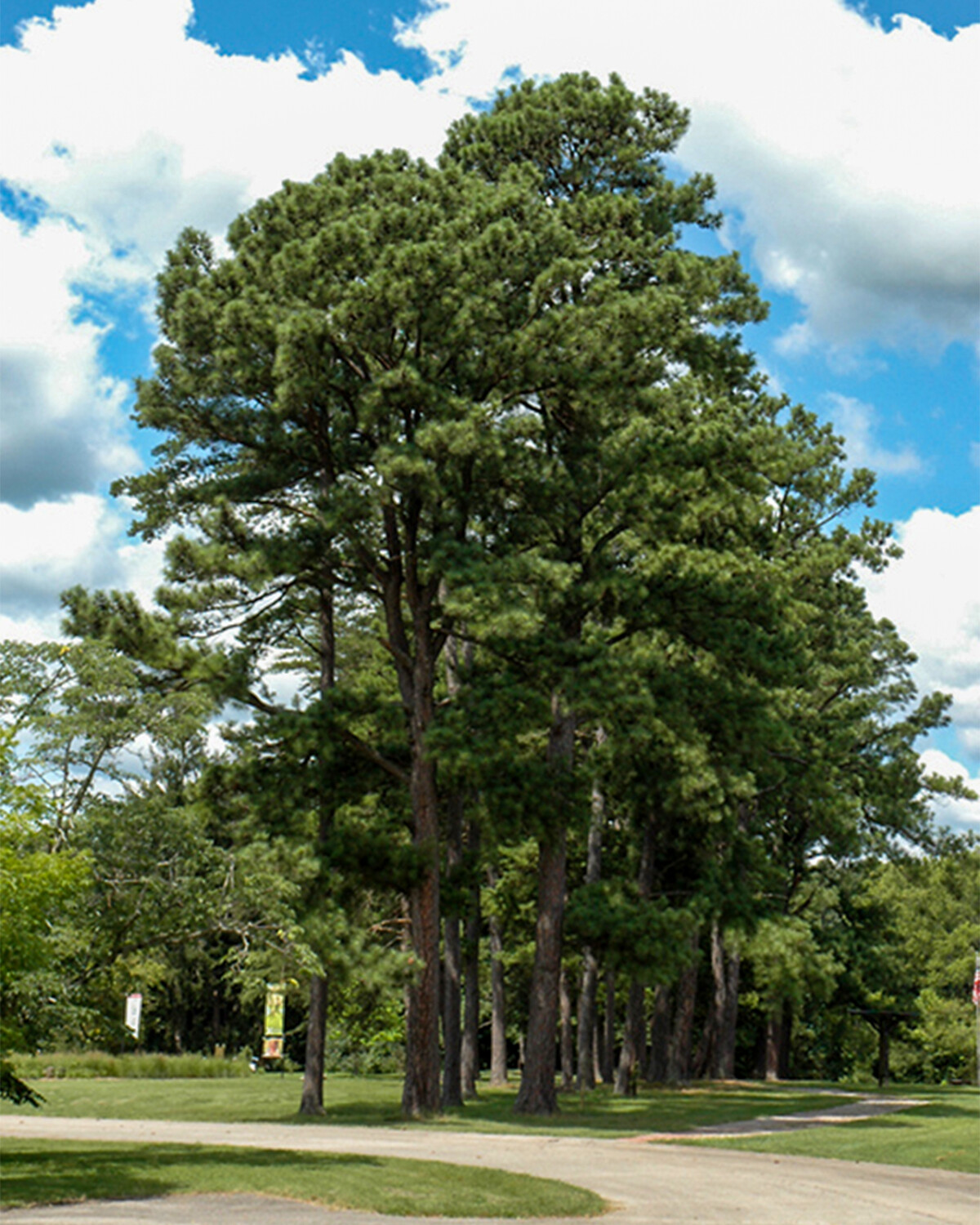 Why We Love Austrian Pines | Moana Nursery