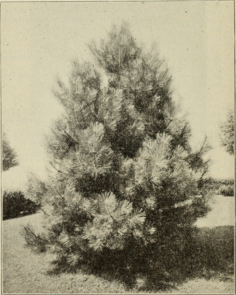 Why We Love Austrian Pines | Moana Nursery