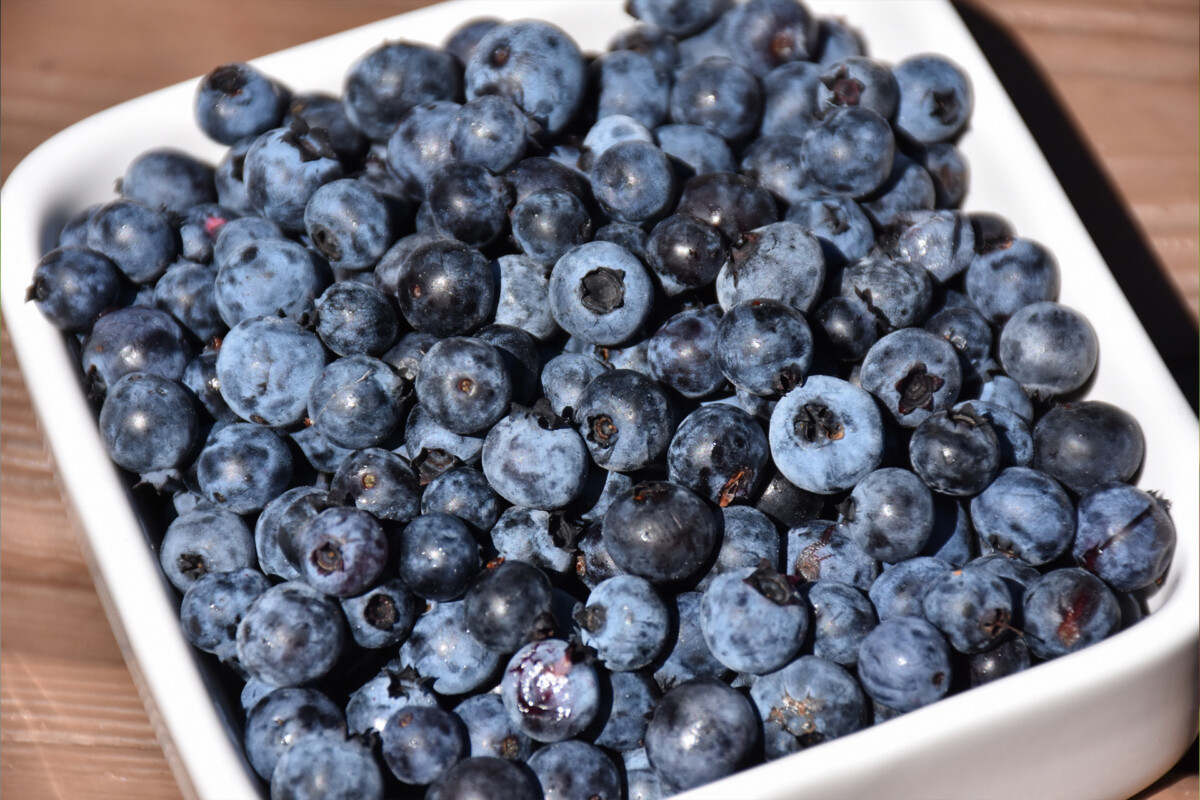 Blueberry Basics | Moana Nursery