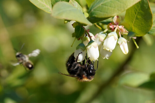 Blueberry Basics | Moana Nursery