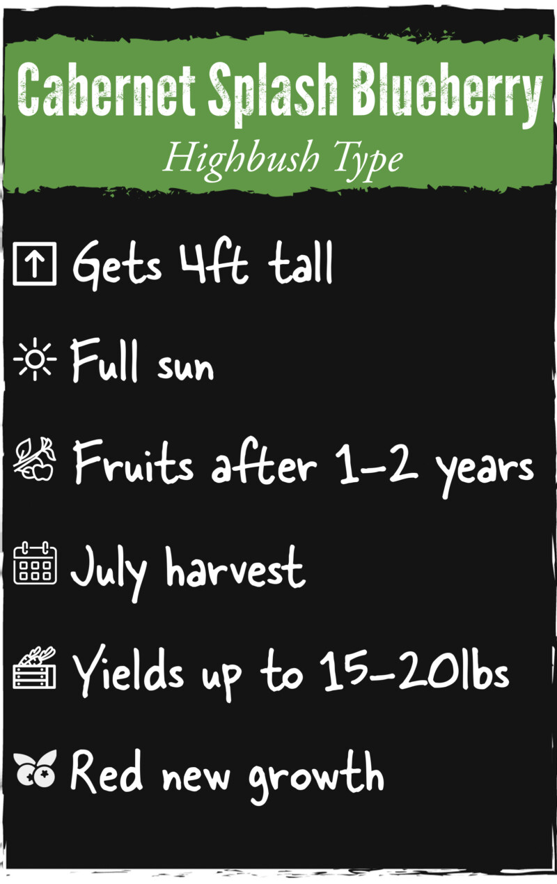 Blueberry Basics | Moana Nursery