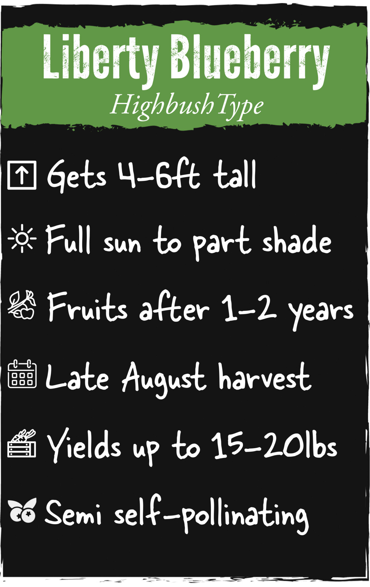 Blueberry Basics | Moana Nursery
