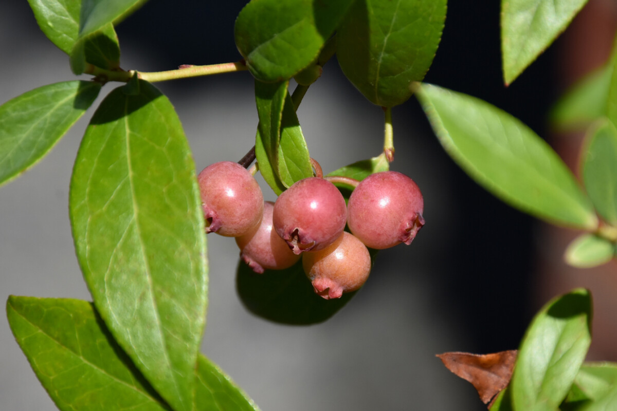 Blueberry Basics | Moana Nursery