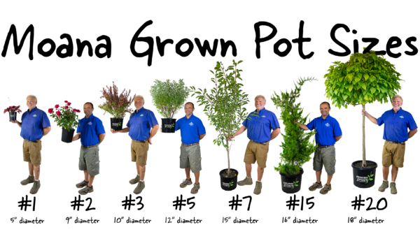 Size Matters | Servicing Reno, Sparks, & Tahoe | Moana Nursery