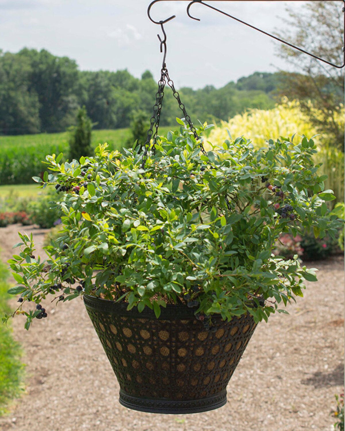 Blueberry Basics | Moana Nursery