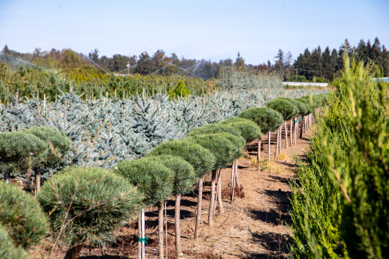 Grown In Our Zone | Servicing Reno, Sparks, & Tahoe | Moana Nursery