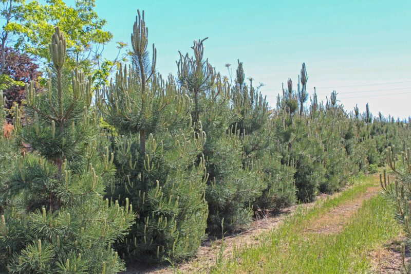 Grown In Our Zone | Servicing Reno, Sparks, & Tahoe | Moana Nursery