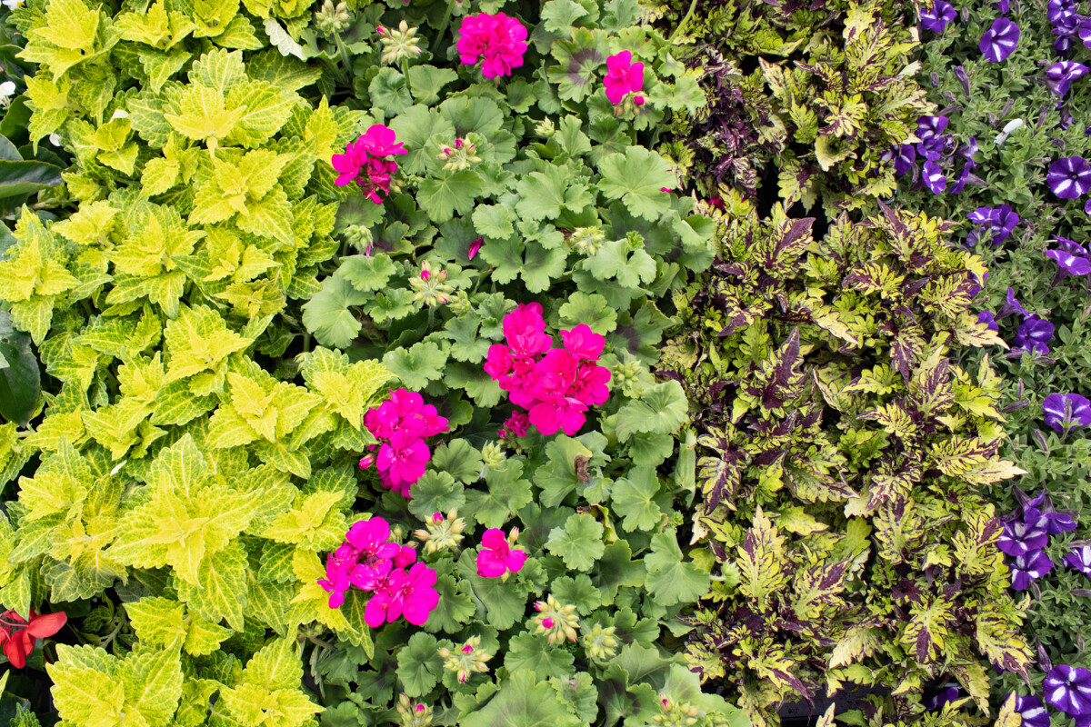 Moana Farm: Minden, Nevada | Servicing Reno, Sparks, & Tahoe | Moana ...