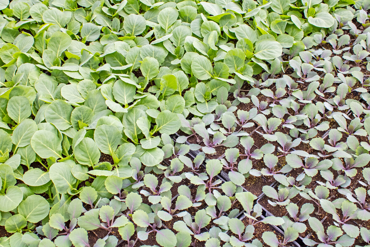 Moana Farm: Minden, Nevada | Servicing Reno, Sparks, & Tahoe | Moana ...