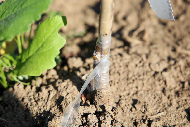 From Root to Fruit: The Intricate Process of Growing Fruit Trees ...