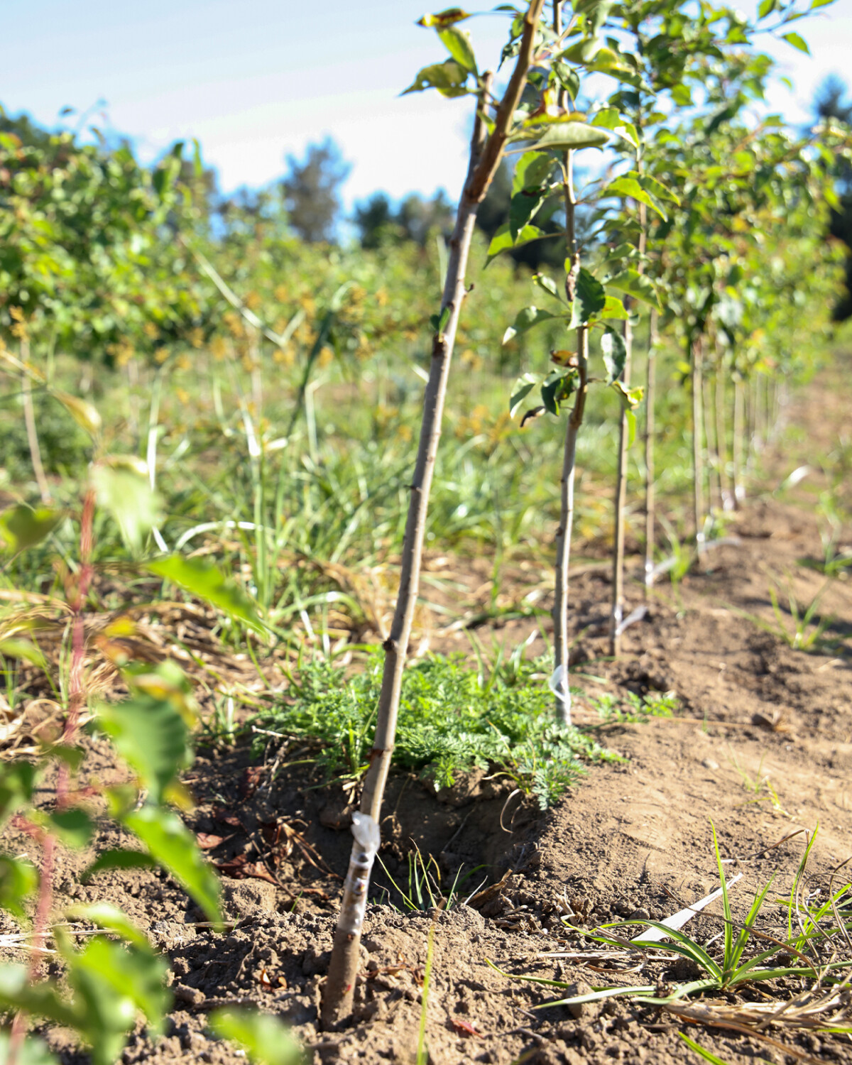 From Root to Fruit: The Intricate Process of Growing Fruit Trees ...