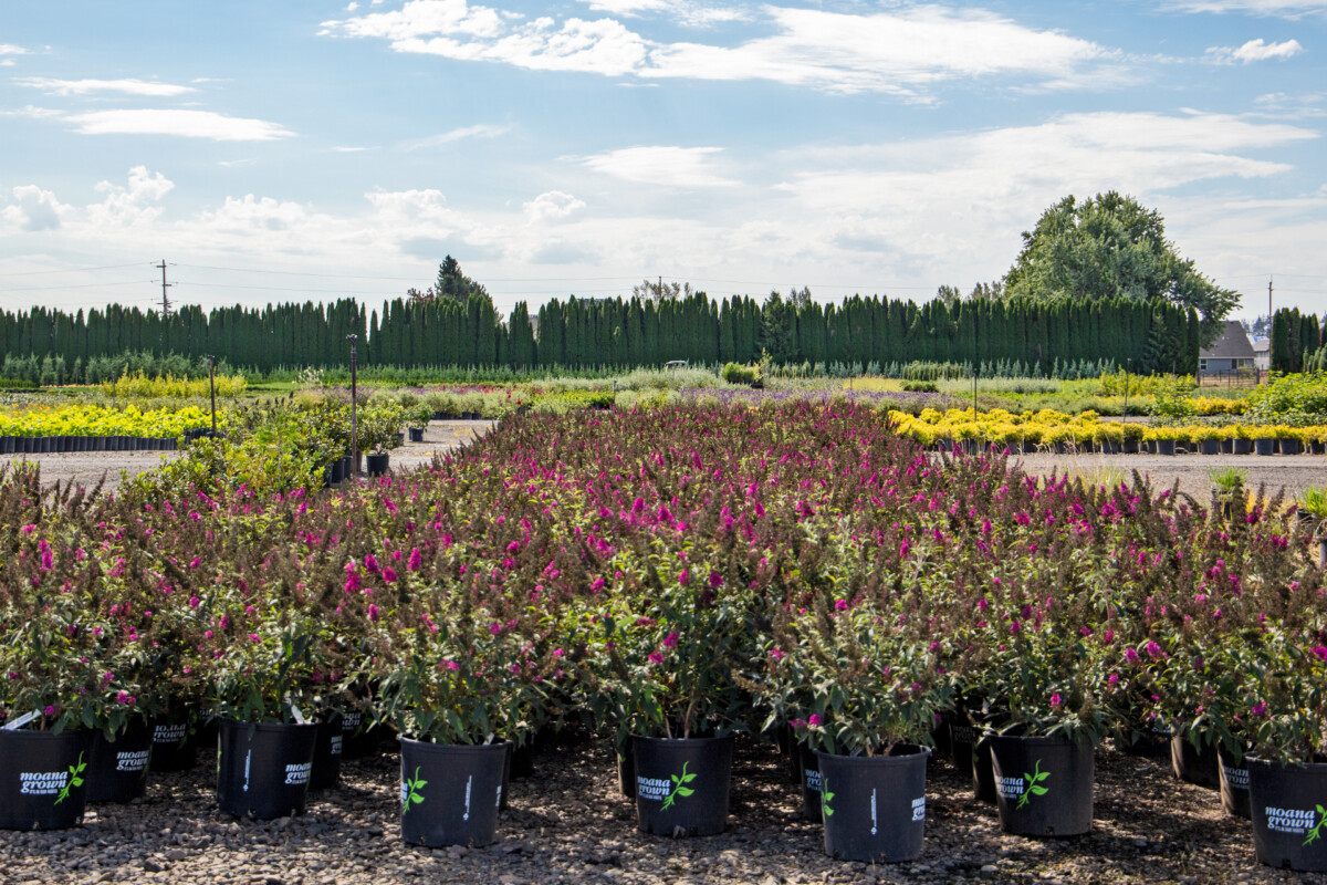 Happy 40th Moanniversary, Joe! | Moana Nursery