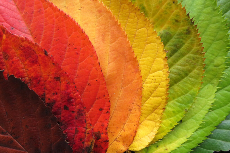 How Plants Get Their Colors | Moana Nursery