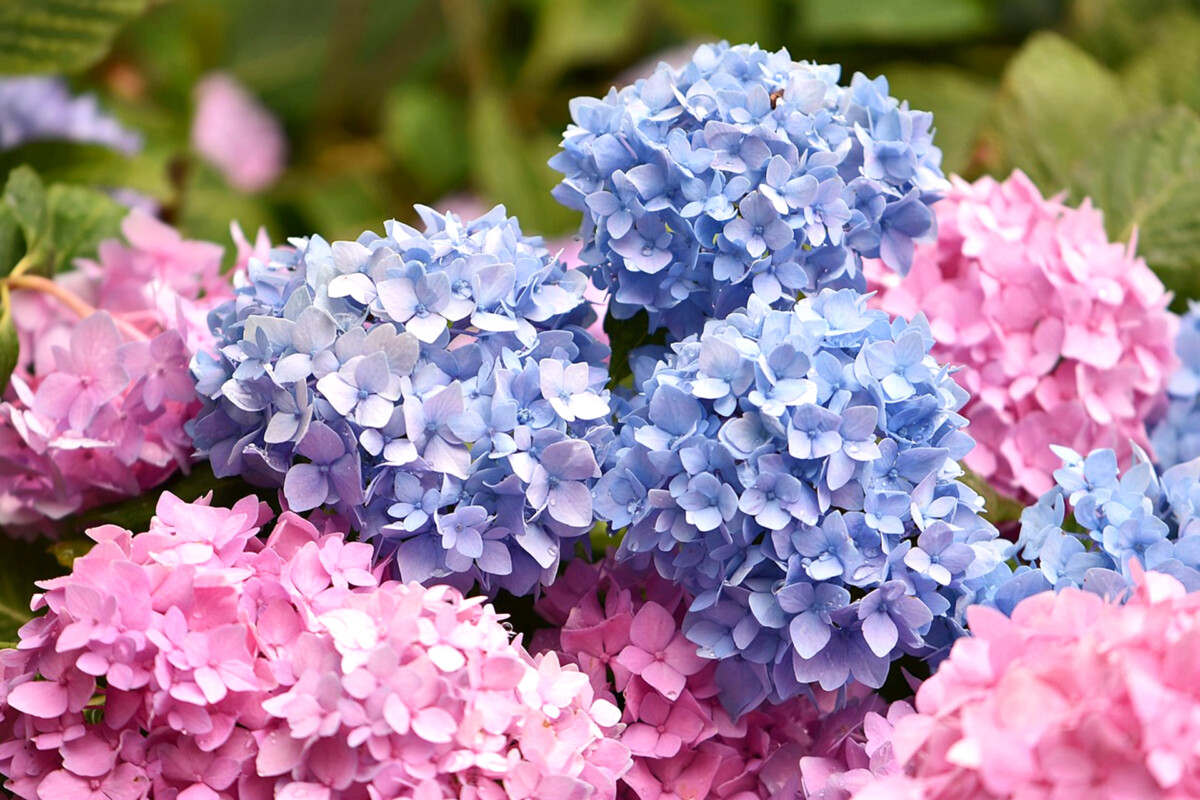 How Plants Get Their Colors | Moana Nursery