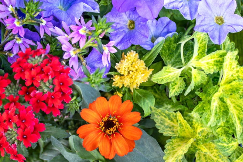 How Plants Get Their Colors | Moana Nursery