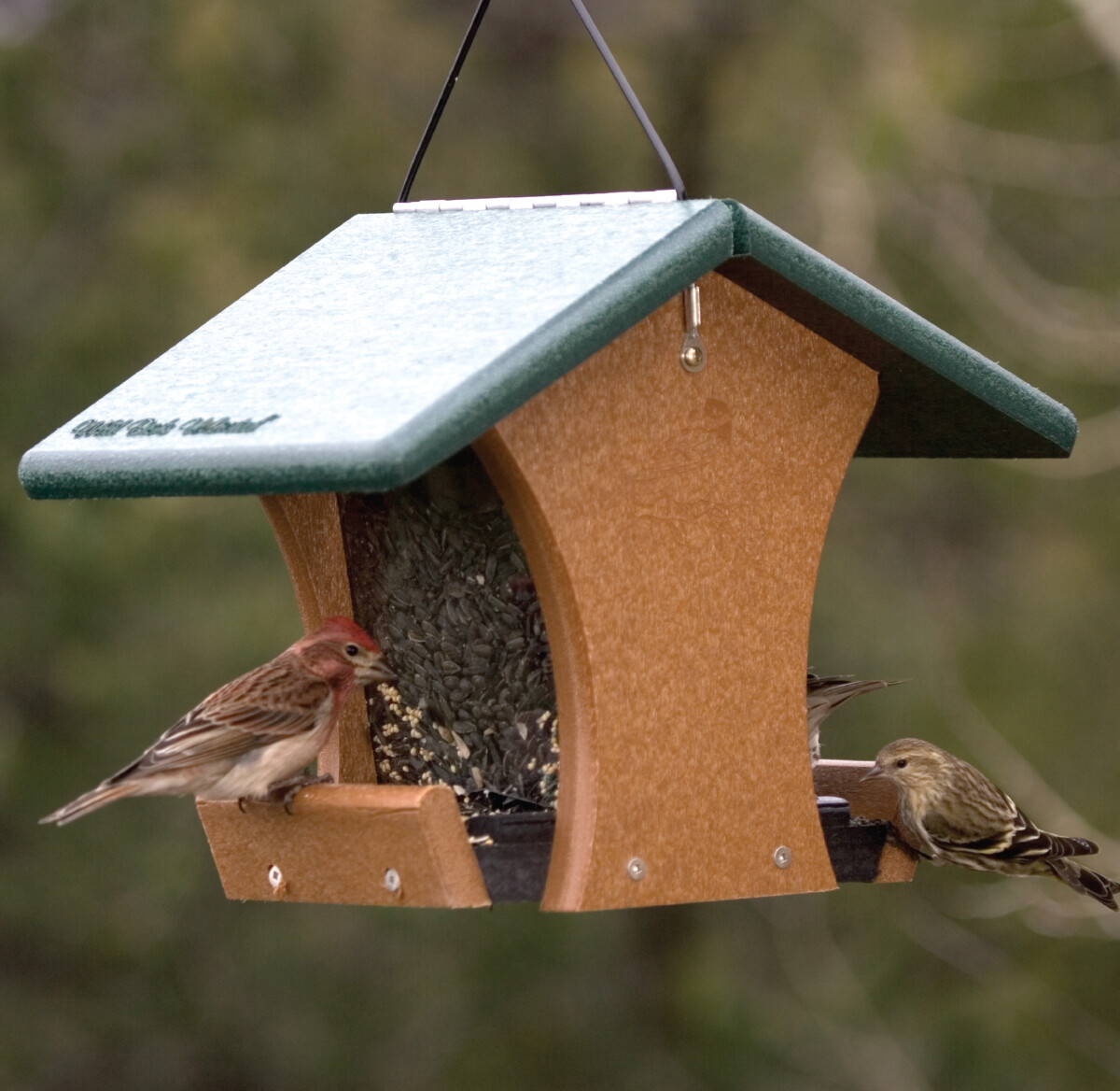 Bird Feeder Basics | Servicing Reno, Sparks, & Tahoe | Moana Nursery