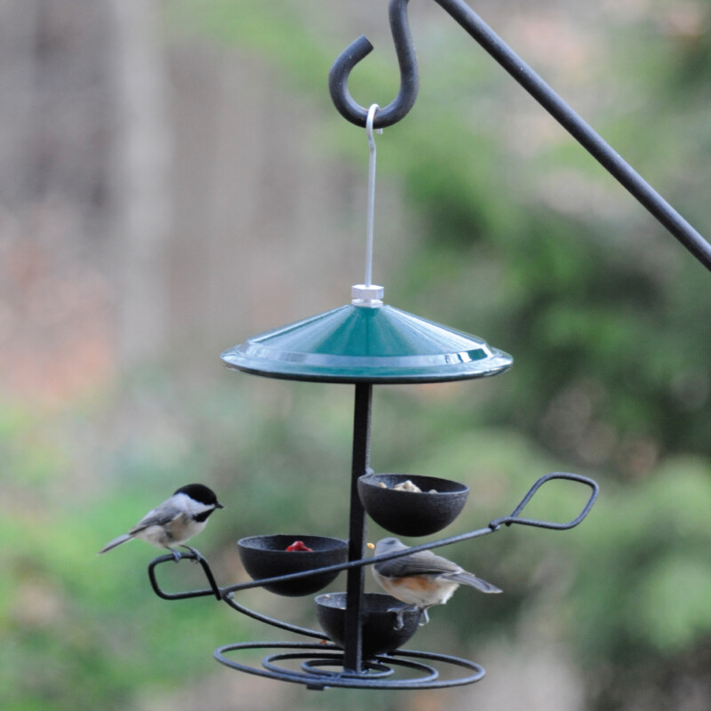 Bird Feeder Basics | Servicing Reno, Sparks, & Tahoe | Moana Nursery