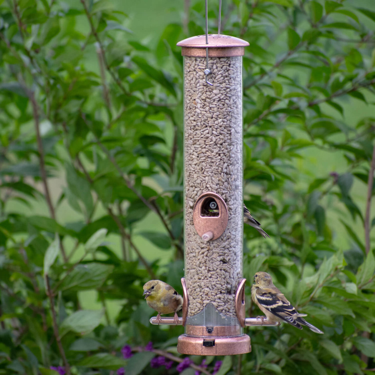 Bird Feeder Basics | Servicing Reno, Sparks, & Tahoe | Moana Nursery