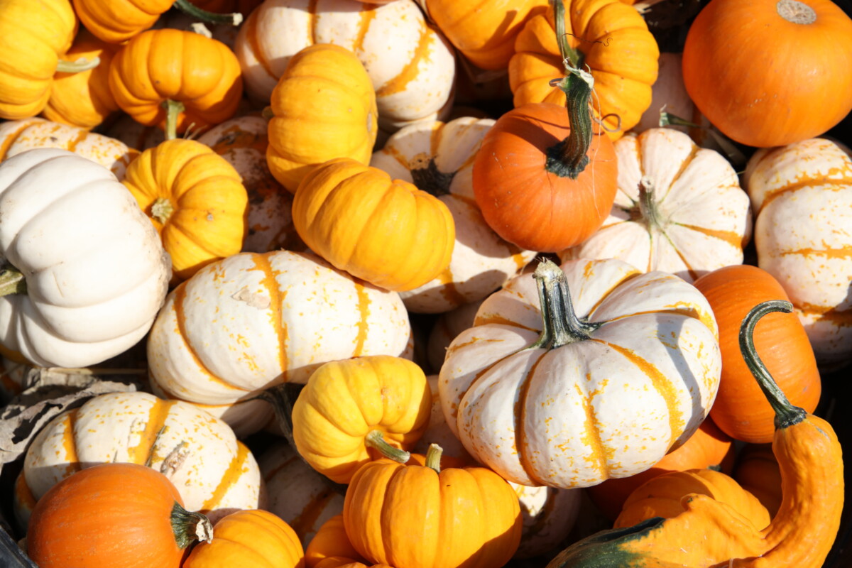 Moana Grown Pumpkins | Servicing Reno, Sparks, & Tahoe | Moana Nursery