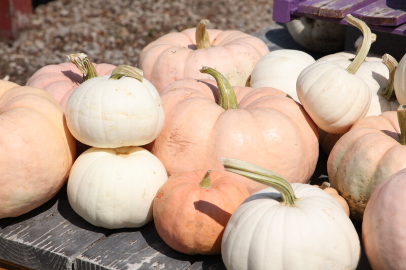 Moana Grown Pumpkins | Servicing Reno, Sparks, & Tahoe | Moana Nursery